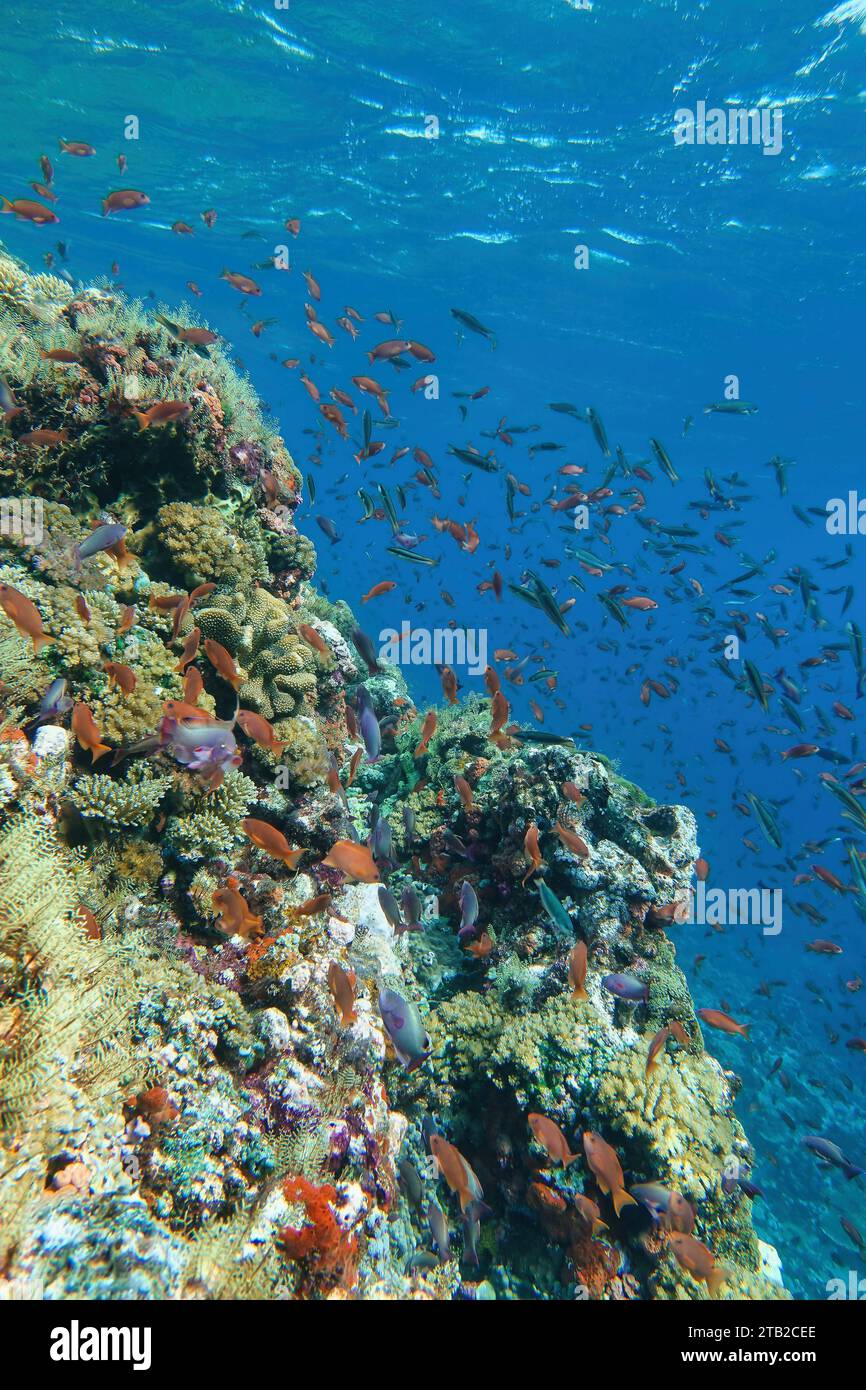 Indonesia Alor Island - Marine life Coral reef with tropical fish Stock ...