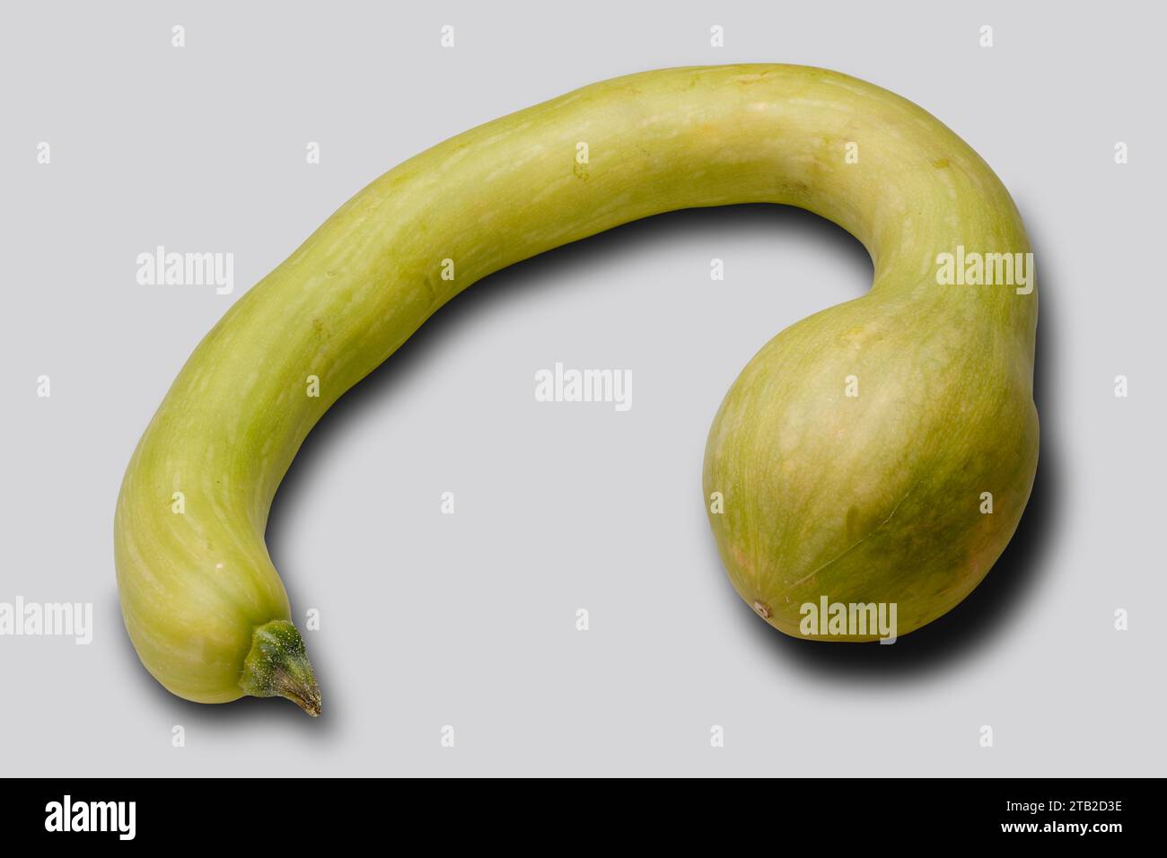 Tromboncino squash plant hi-res stock photography and images - Alamy