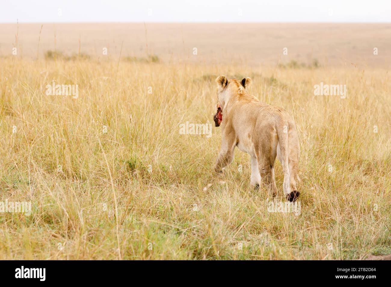 African lion warthog kill hi-res stock photography and images - Alamy