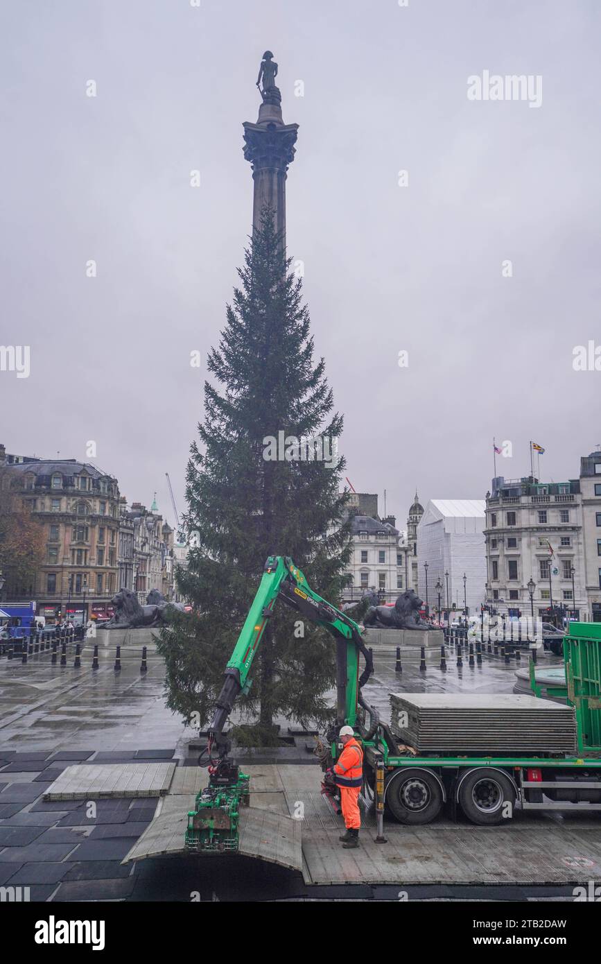 London UK. 4 December 2023. A 62ft (19m) Norwegian spruce grown in ...