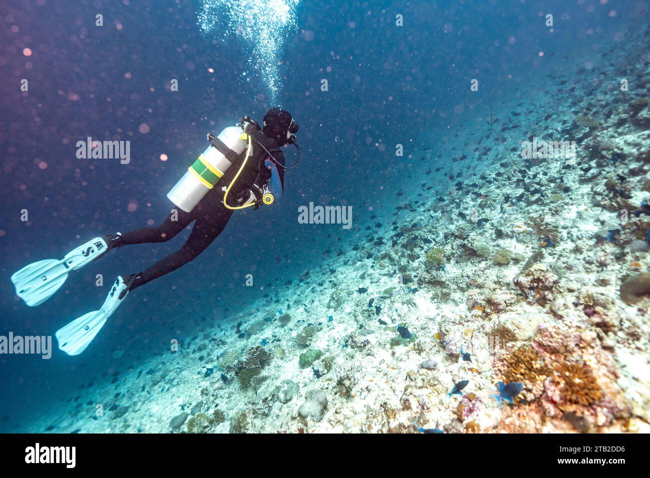 Exploring vibrant world marine life hi-res stock photography and images ...