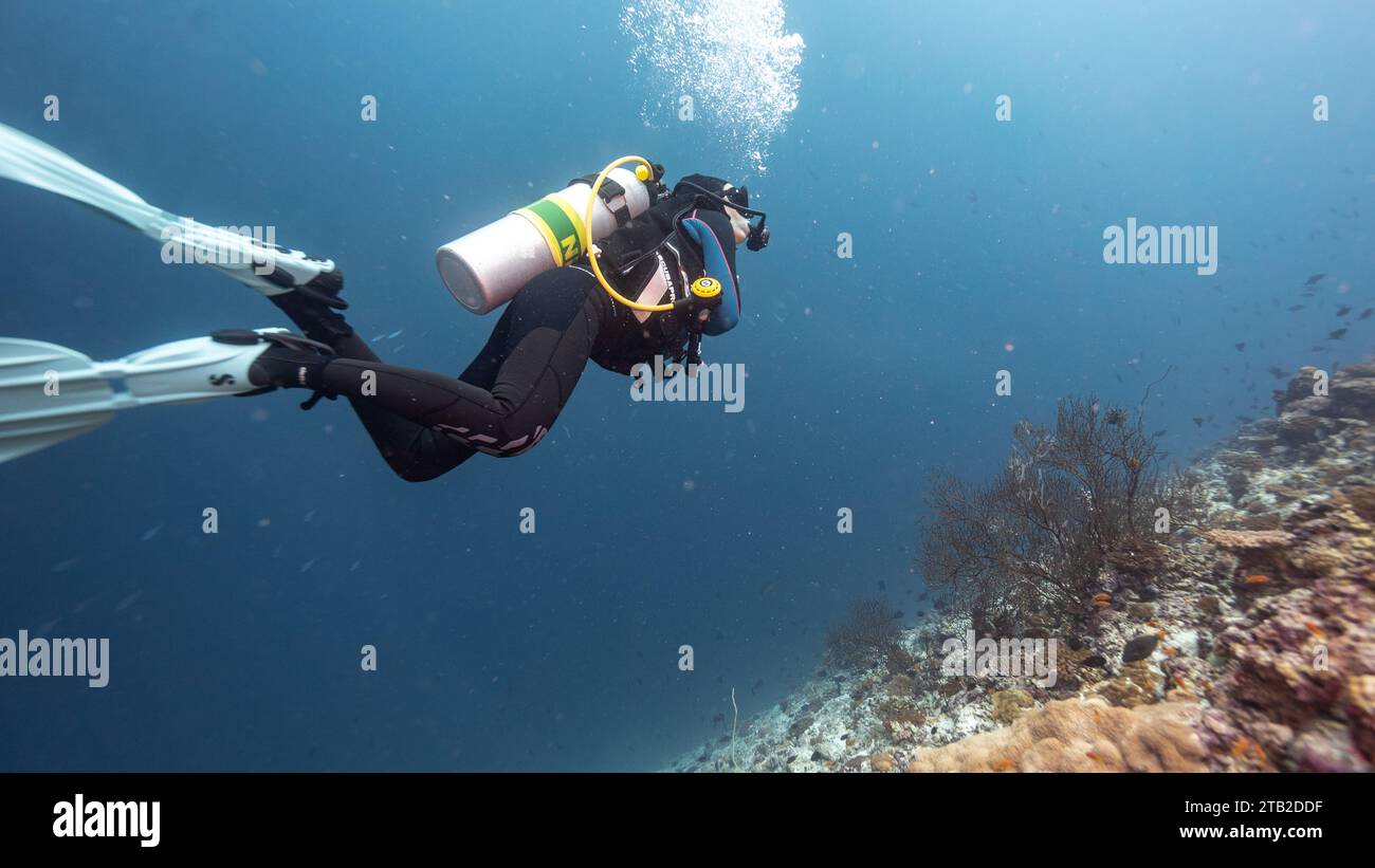 Female scuba diver exploring underwater Stock Photo - Alamy