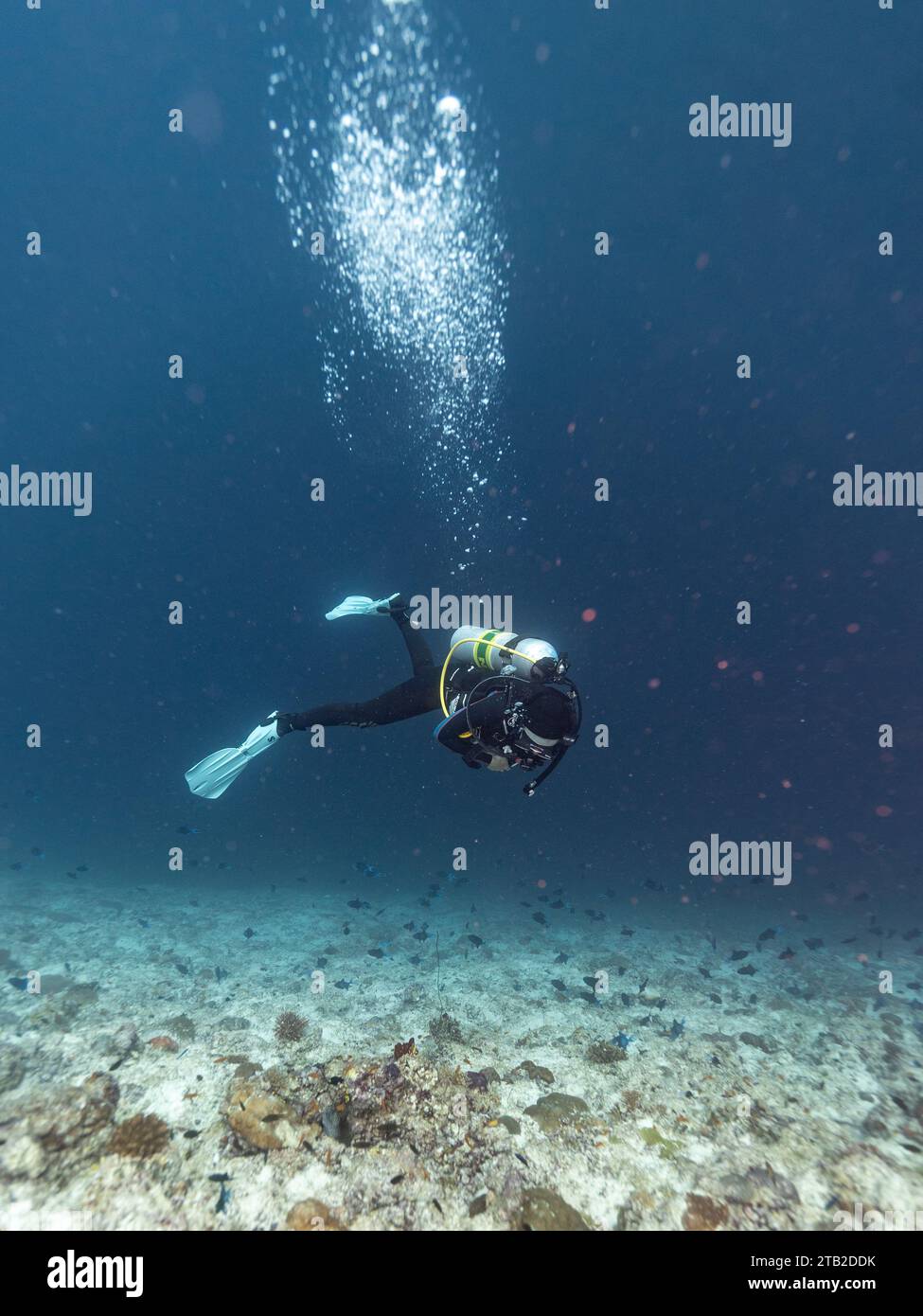 Exploring vibrant world marine life hi-res stock photography and images ...