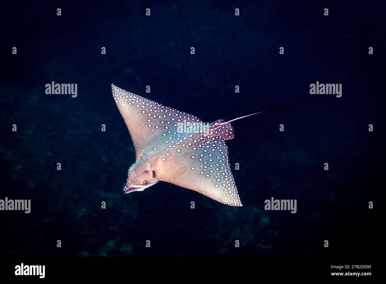 Marine migration patterns hi-res stock photography and images - Alamy