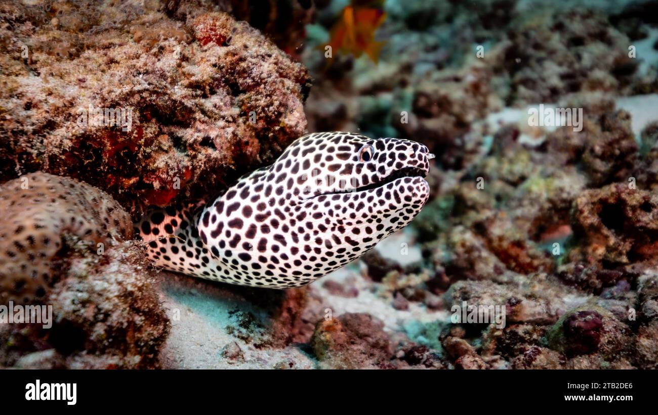 Spotted moray eel in the wild underwater scuba diving Stock Photo - Alamy
