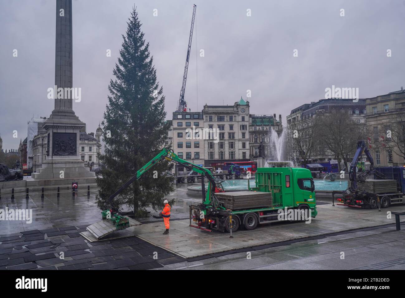 London UK. 4 December 2023. A 62ft (19m) Norwegian spruce grown in ...