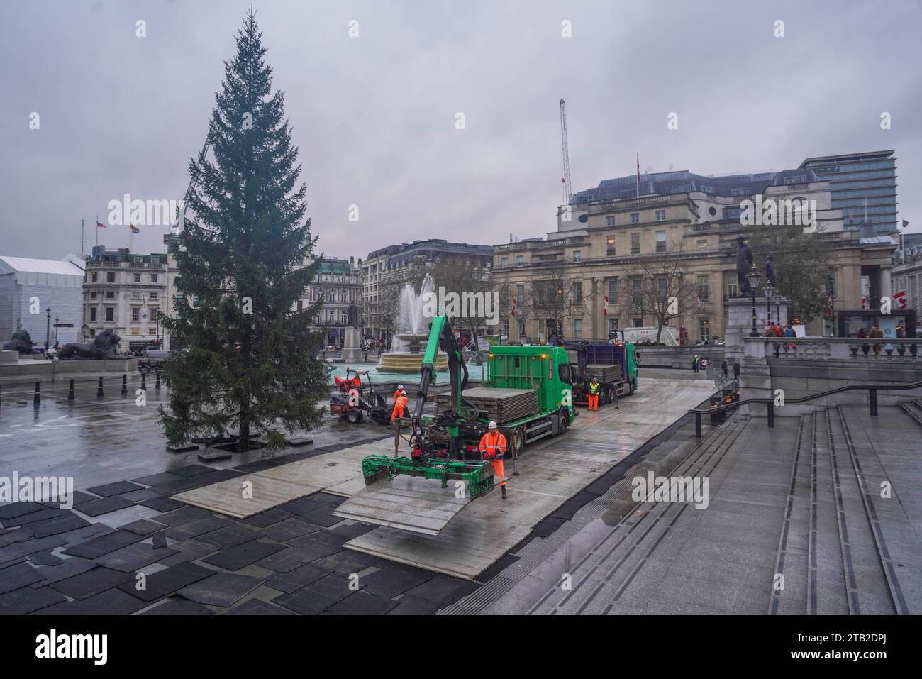 London UK. 4 December 2023. A 62ft (19m) Norwegian spruce grown in ...