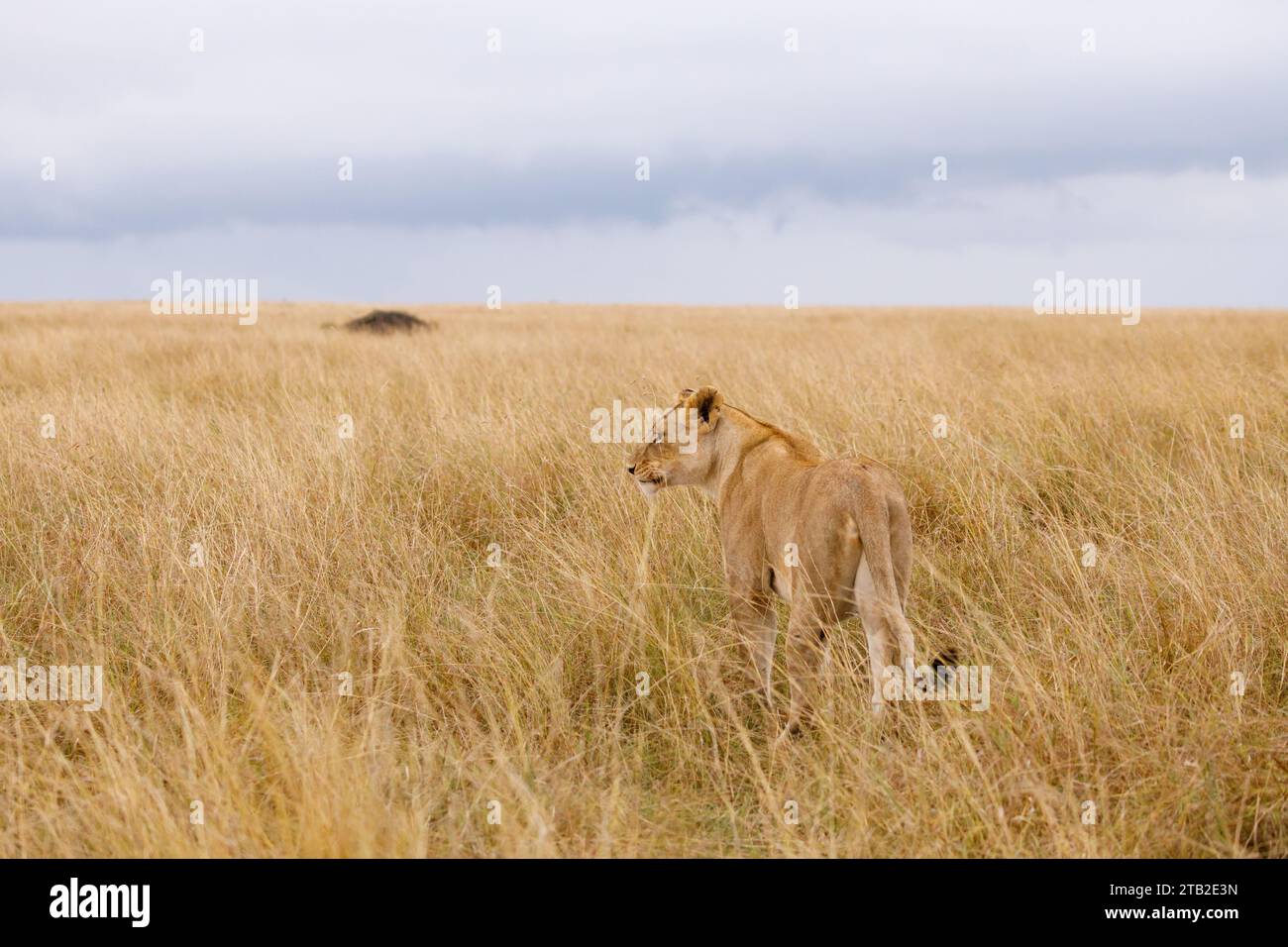 A subadult lioness in open savannah in Masai Mara Kenya Stock Photo - Alamy