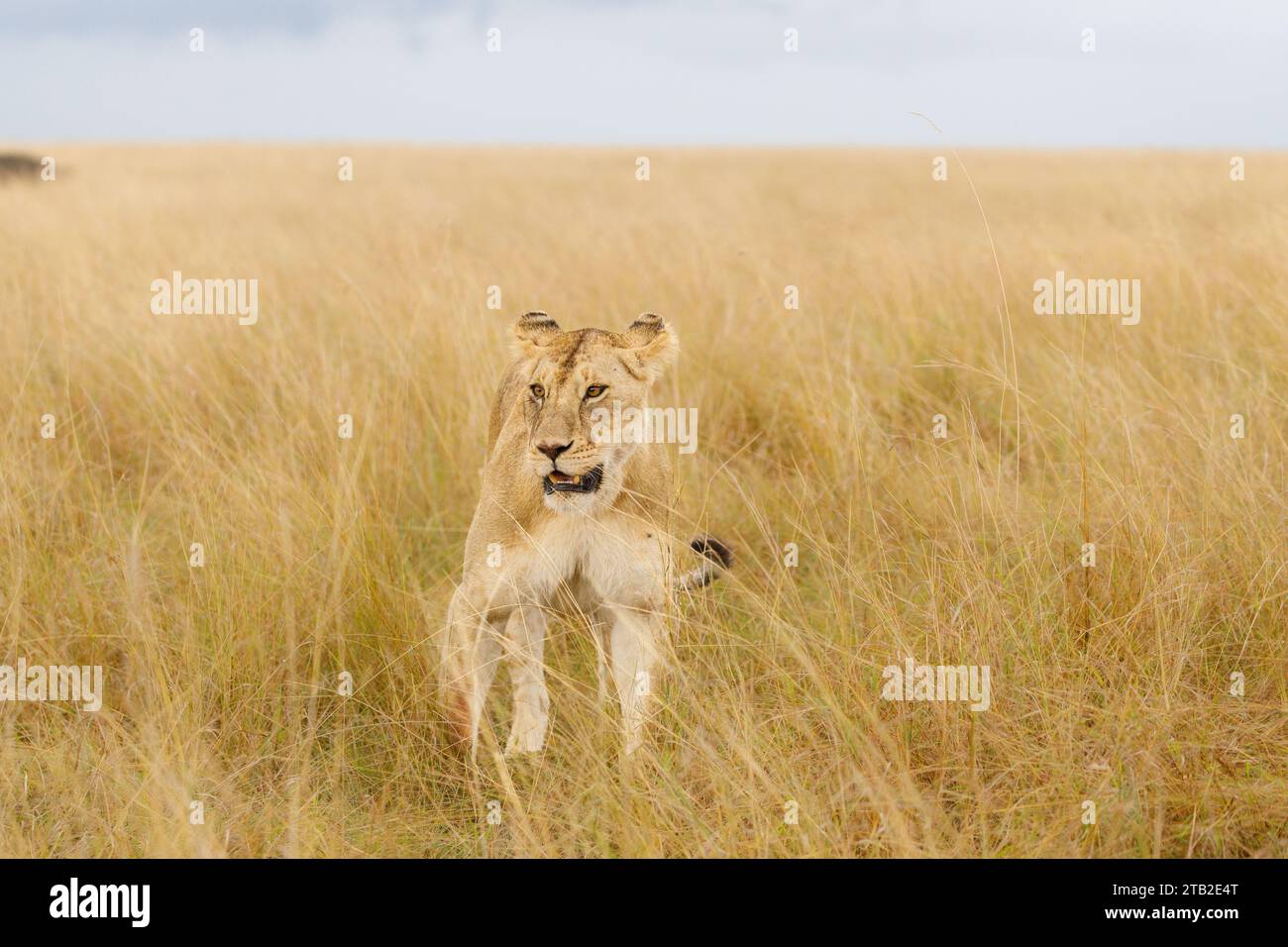 A subadult lioness in open savannah in Masai Mara Kenya Stock Photo - Alamy