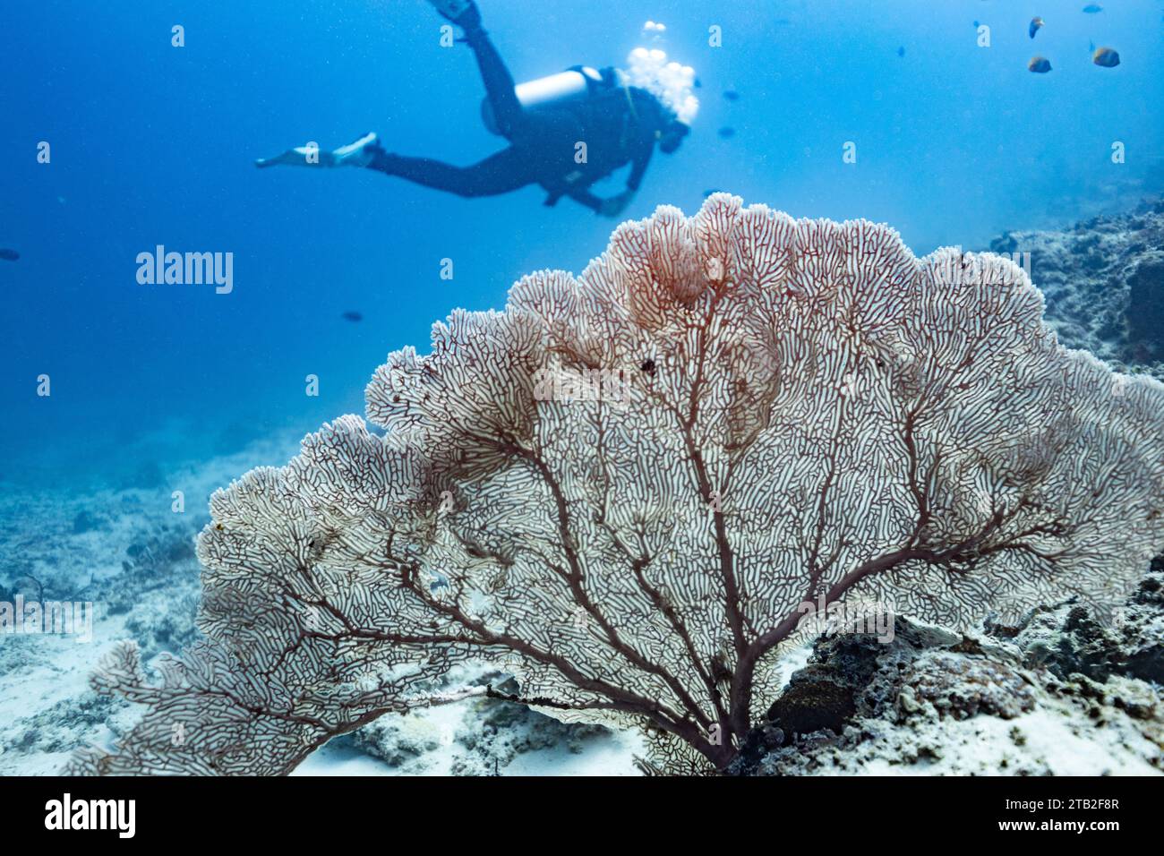 Scuba diving hotspot hi-res stock photography and images - Alamy