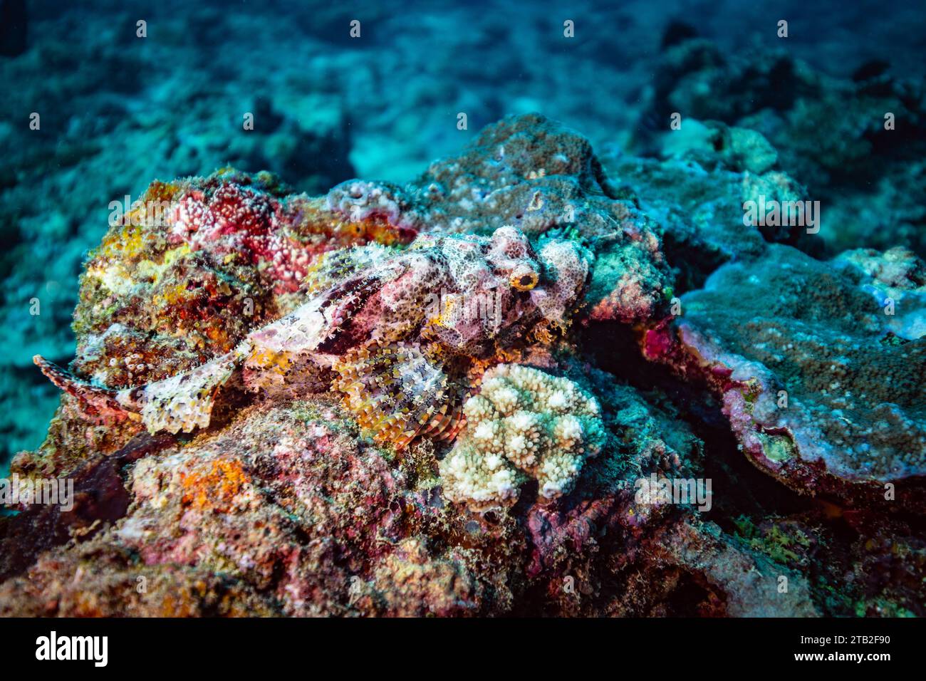 Tropical fish identification hi-res stock photography and images - Alamy