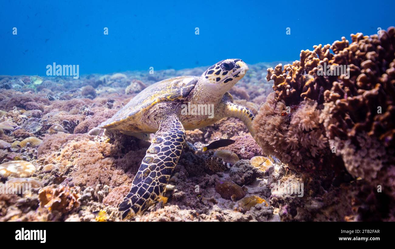 Underwater sea turtle with tropical coral Stock Photo - Alamy