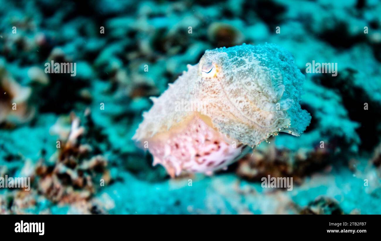 Aquarium cuttlefish hi-res stock photography and images - Alamy