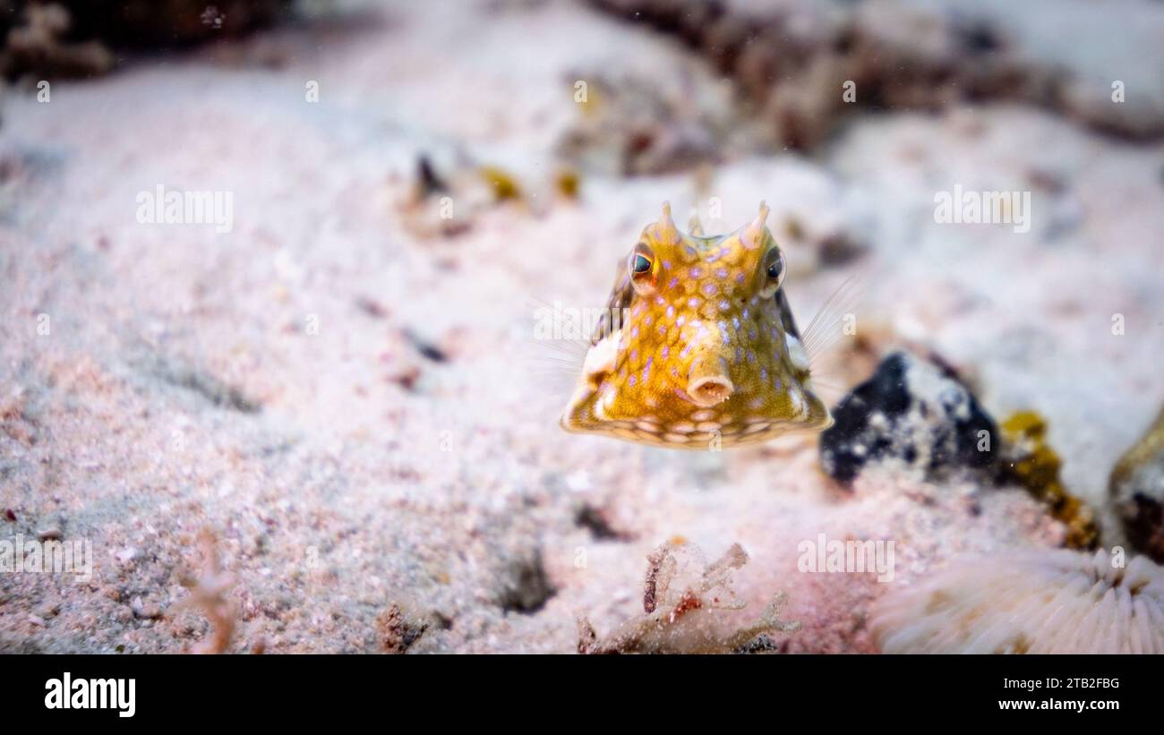 Yellow cowfish front on in tropical water with sandy background Stock ...