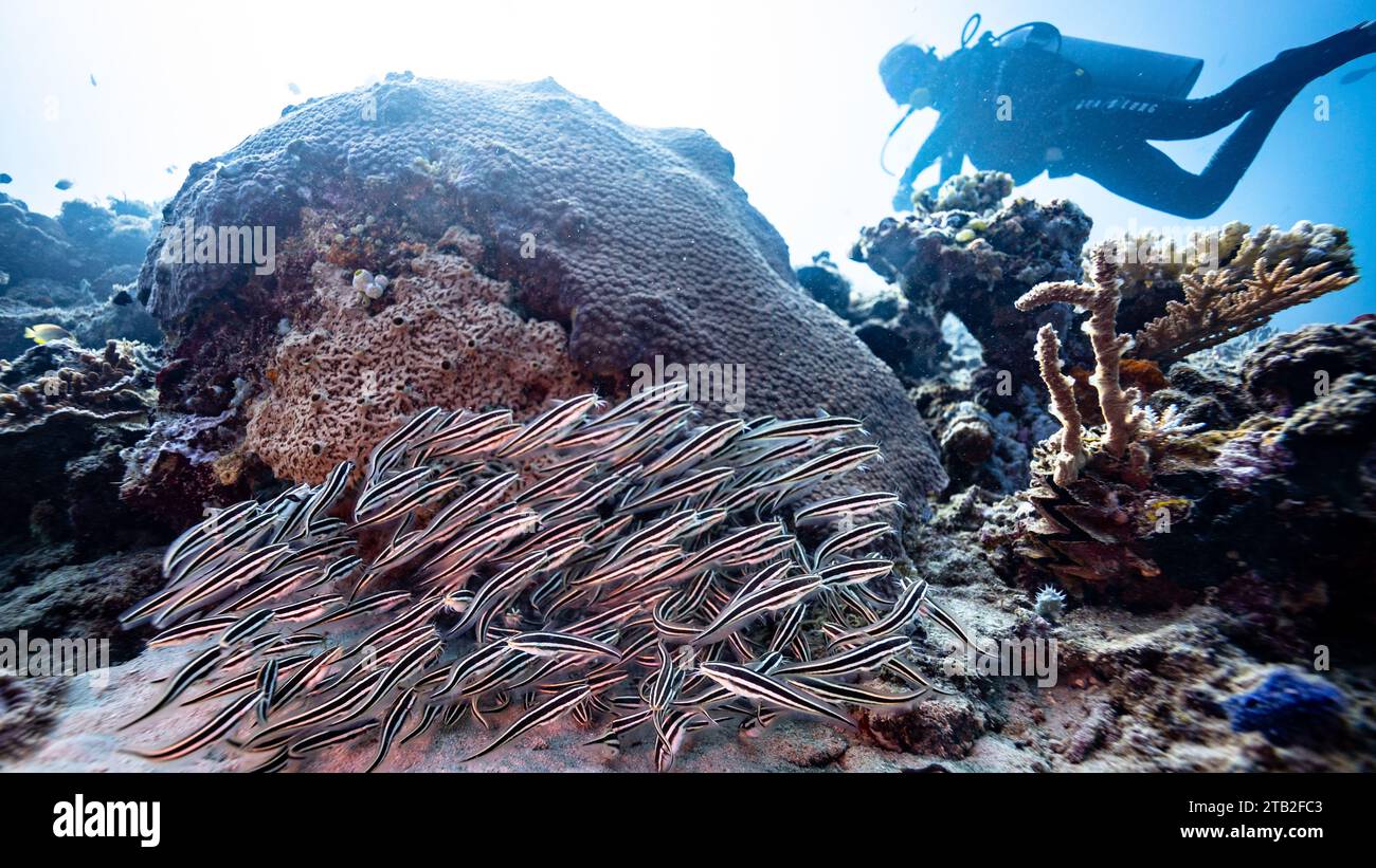 Striped Eel Catfish (Plotosus lineatus) in tropical water with scuba ...