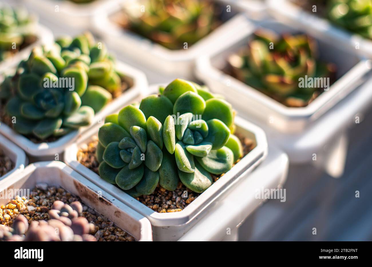 Row small plants in hi-res stock photography and images - Alamy