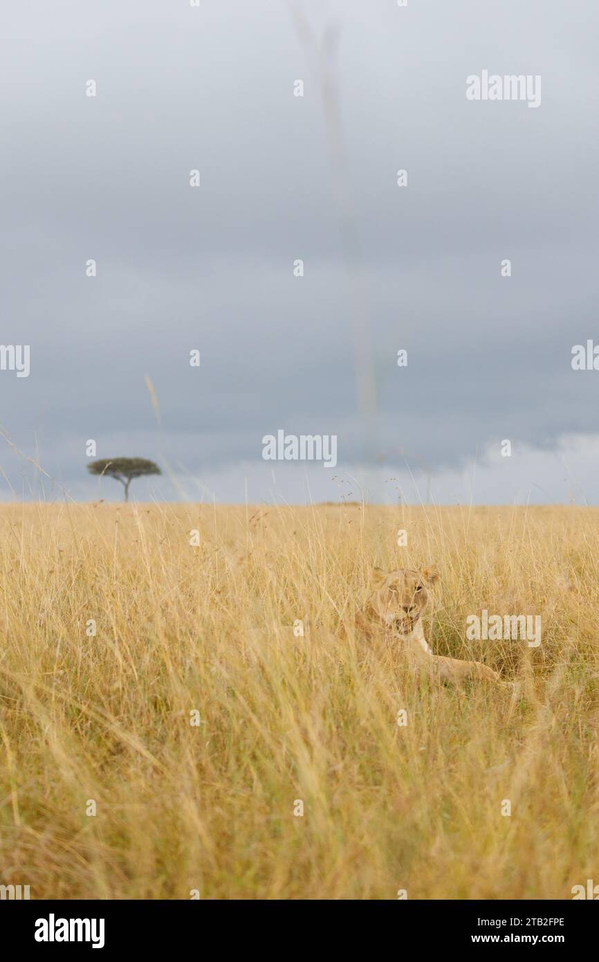 A subadult lioness in open savannah in Masai Mara Kenya Stock Photo - Alamy