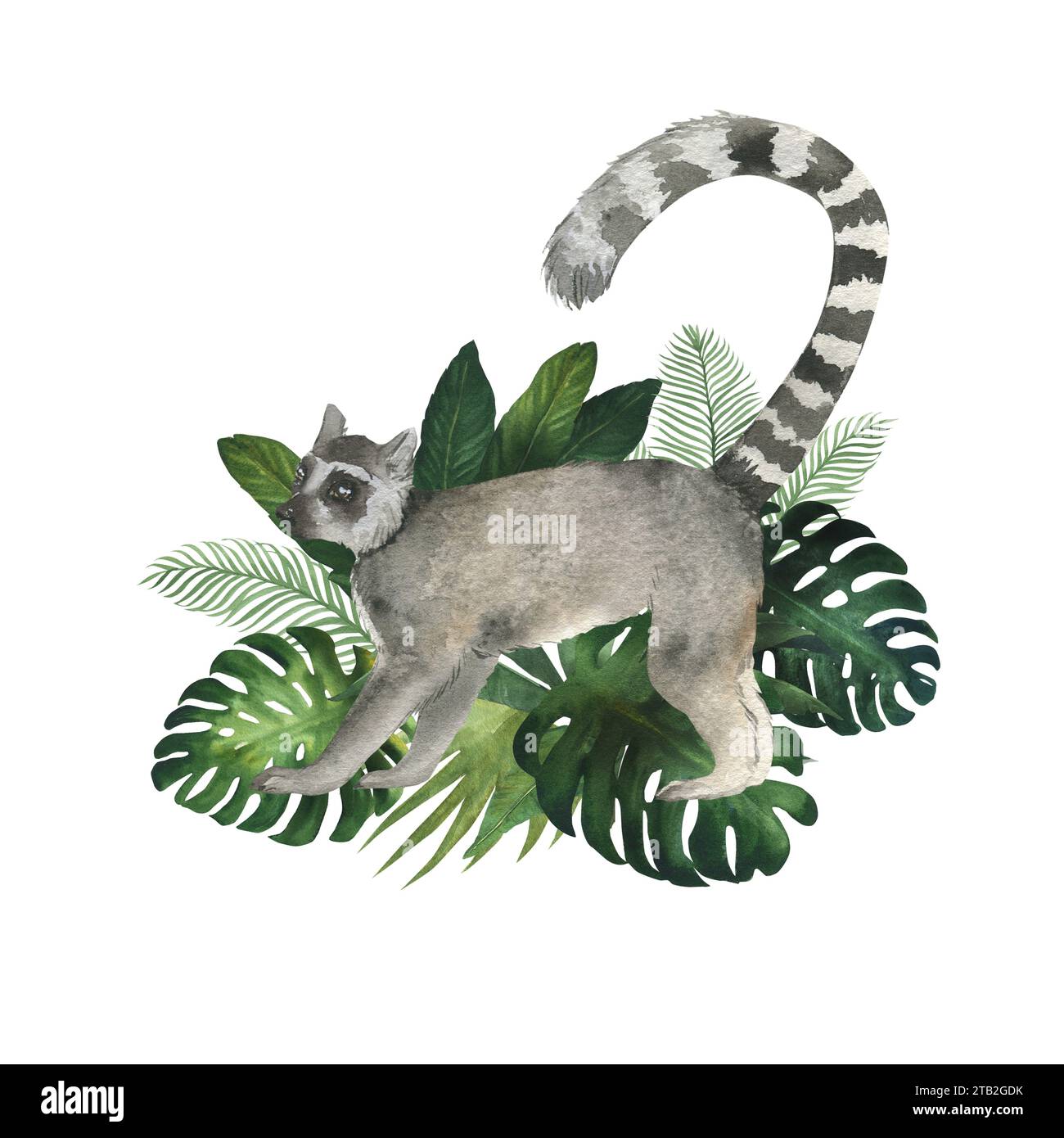 Watercolor illustration of lemur in the bushes of tropical plants. Hand ...