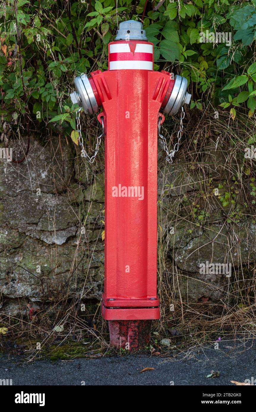 A vibrant red and silver fire hydrant stands near lush green bushes ...