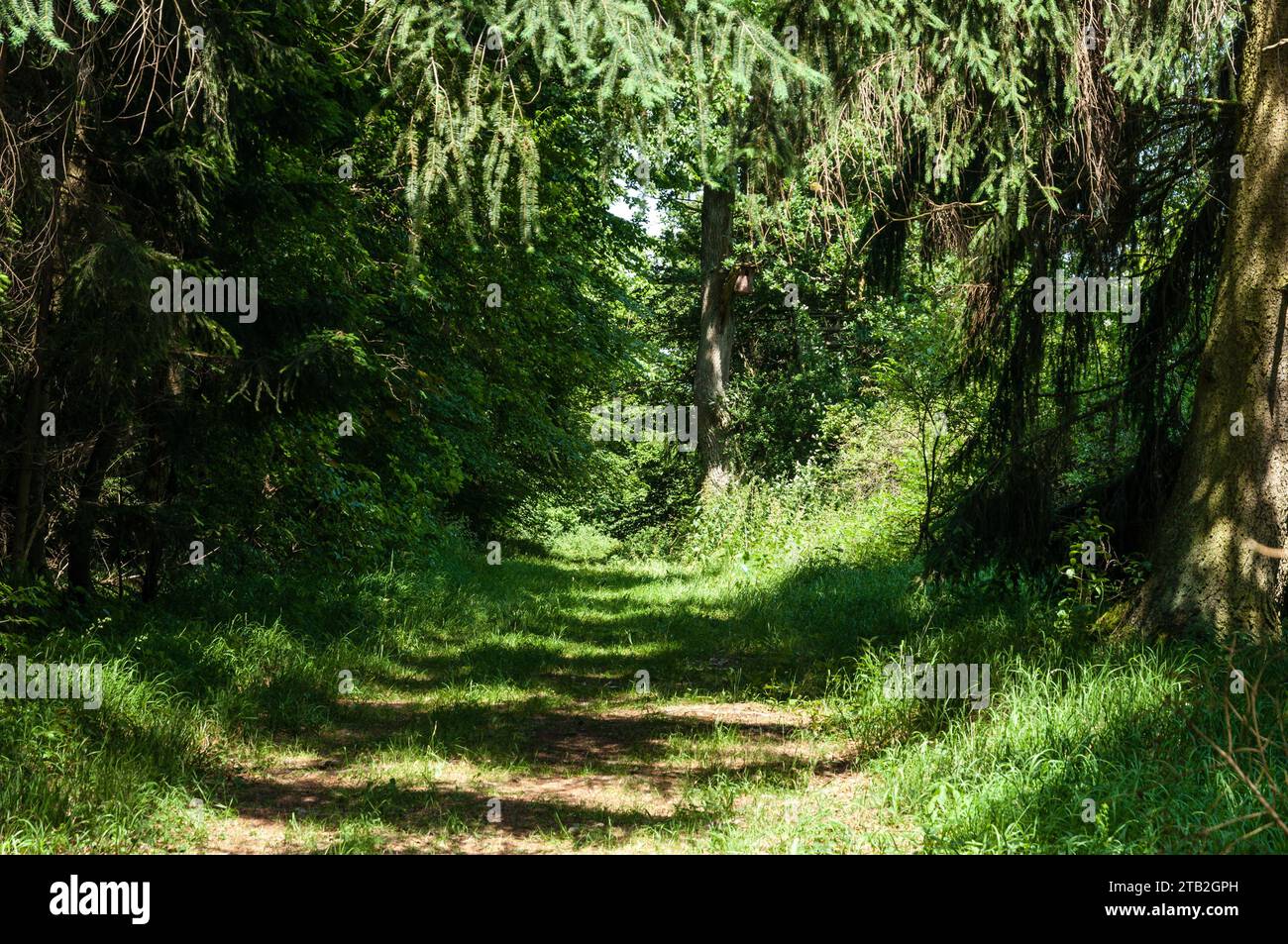 A path winding through a lush forest, with trees and grassy areas on ...