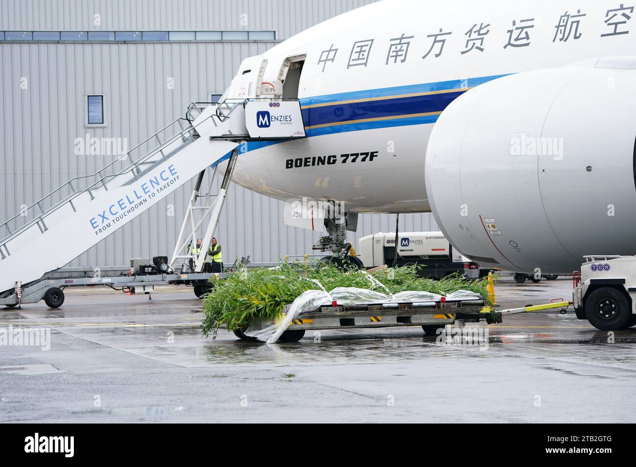 Bamboo being loaded onto the China Southern cargo plane at Edinburgh ...
