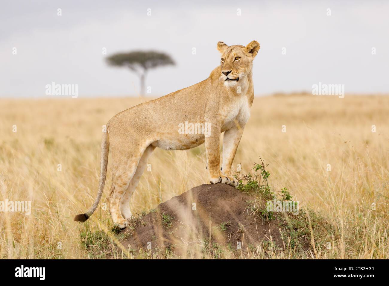 A subadult lioness in open savannah in Masai Mara Kenya Stock Photo - Alamy