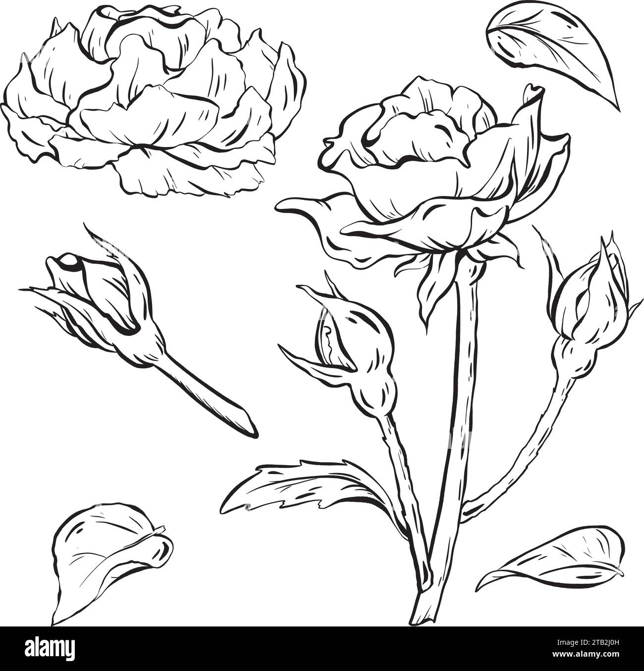 Ink: Hand-drawn roses, elegantly depicting flowers with stems, buds ...