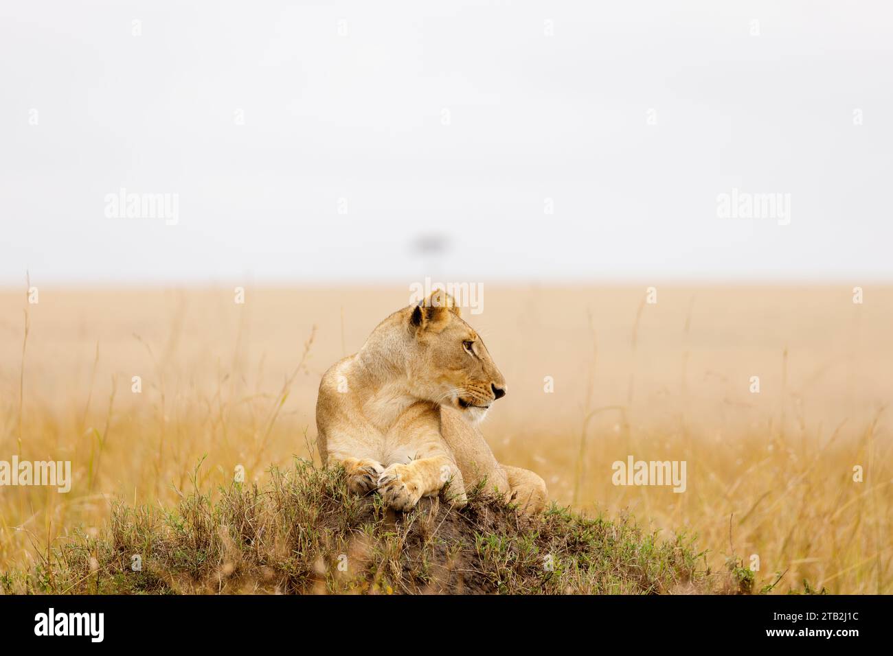 A subadult lioness in open savannah in Masai Mara Kenya Stock Photo - Alamy