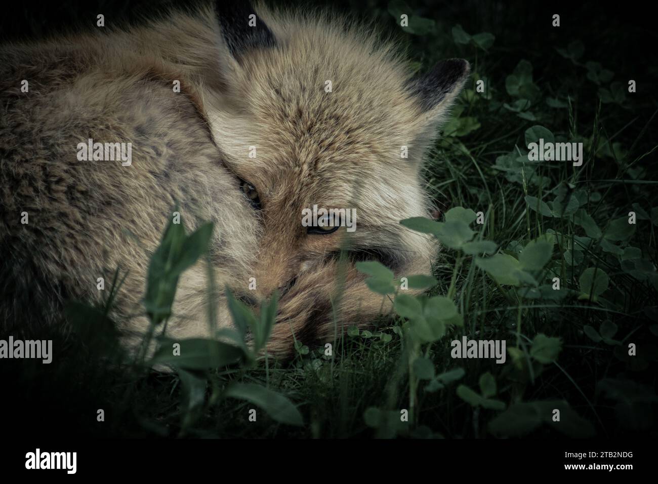 Foxs eye view hi-res stock photography and images - Alamy