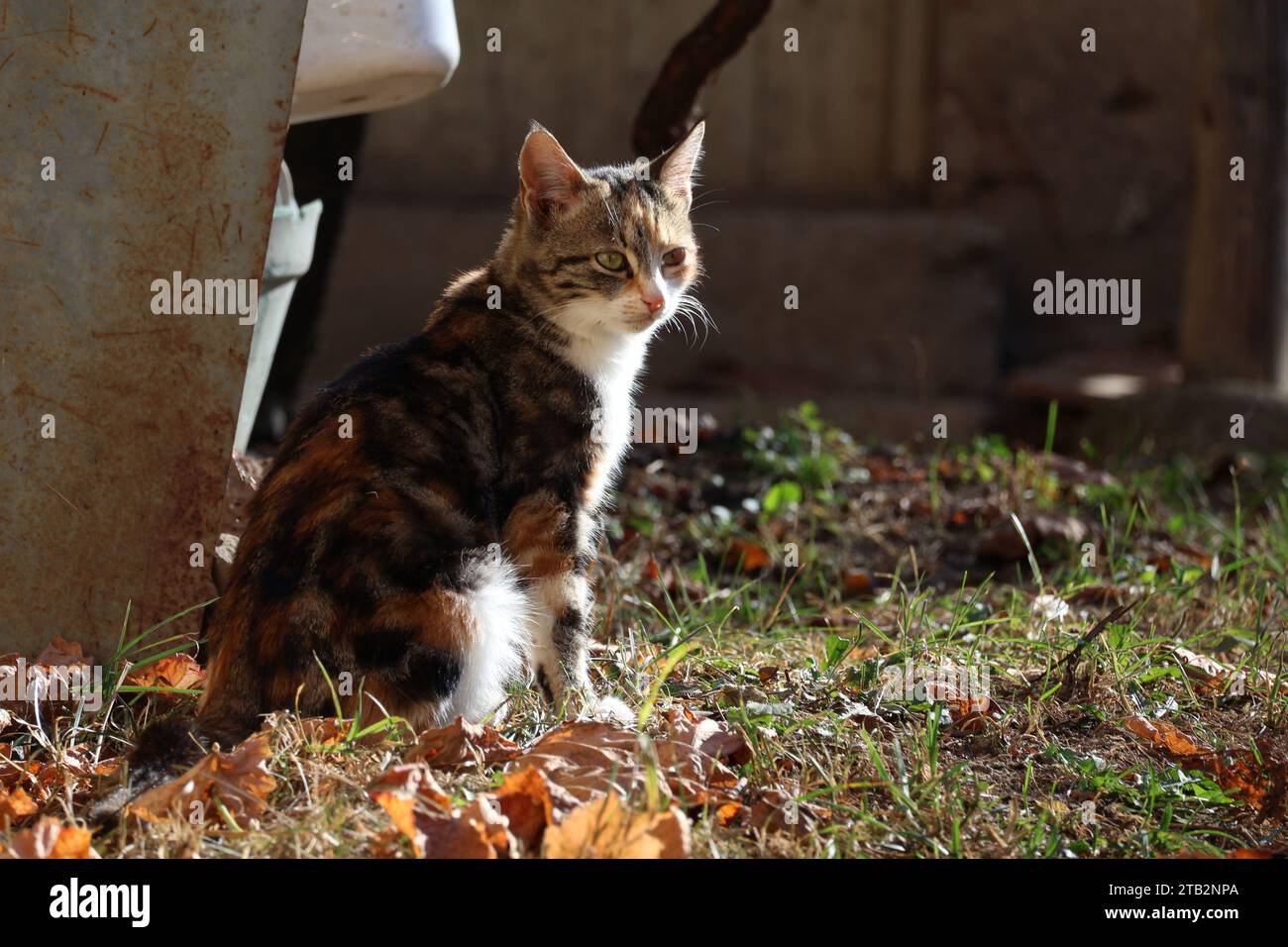 Outdoors animals relax sunshine hi-res stock photography and images - Alamy