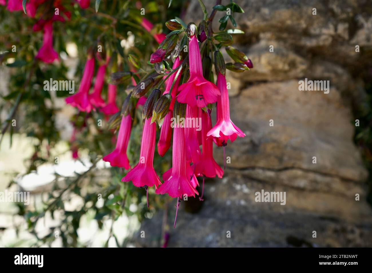 Magic flower of the incas hi-res stock photography and images - Alamy