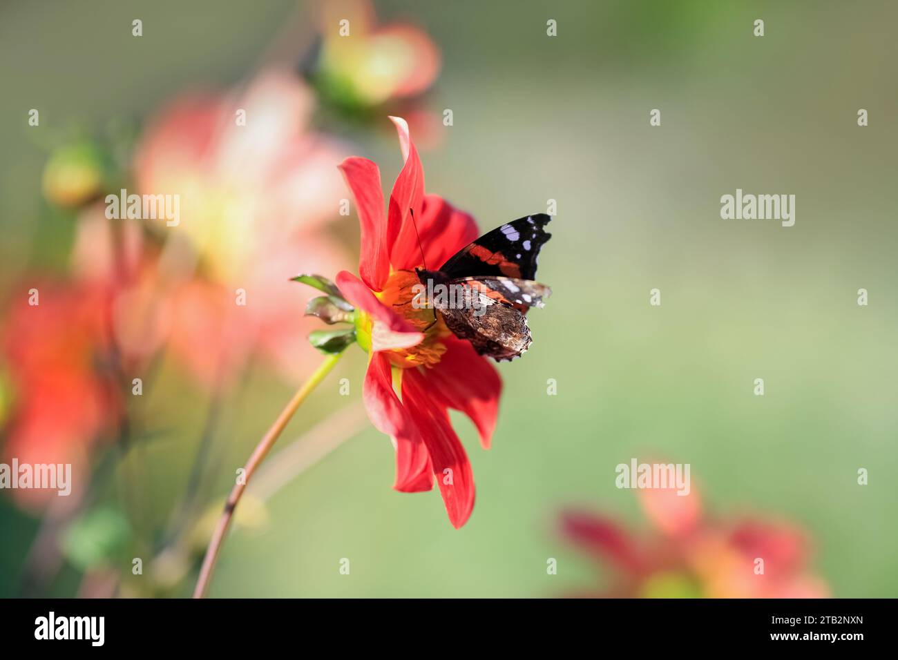 Dahlia is a member of the Compositae (also called Asteraceae) family of ...