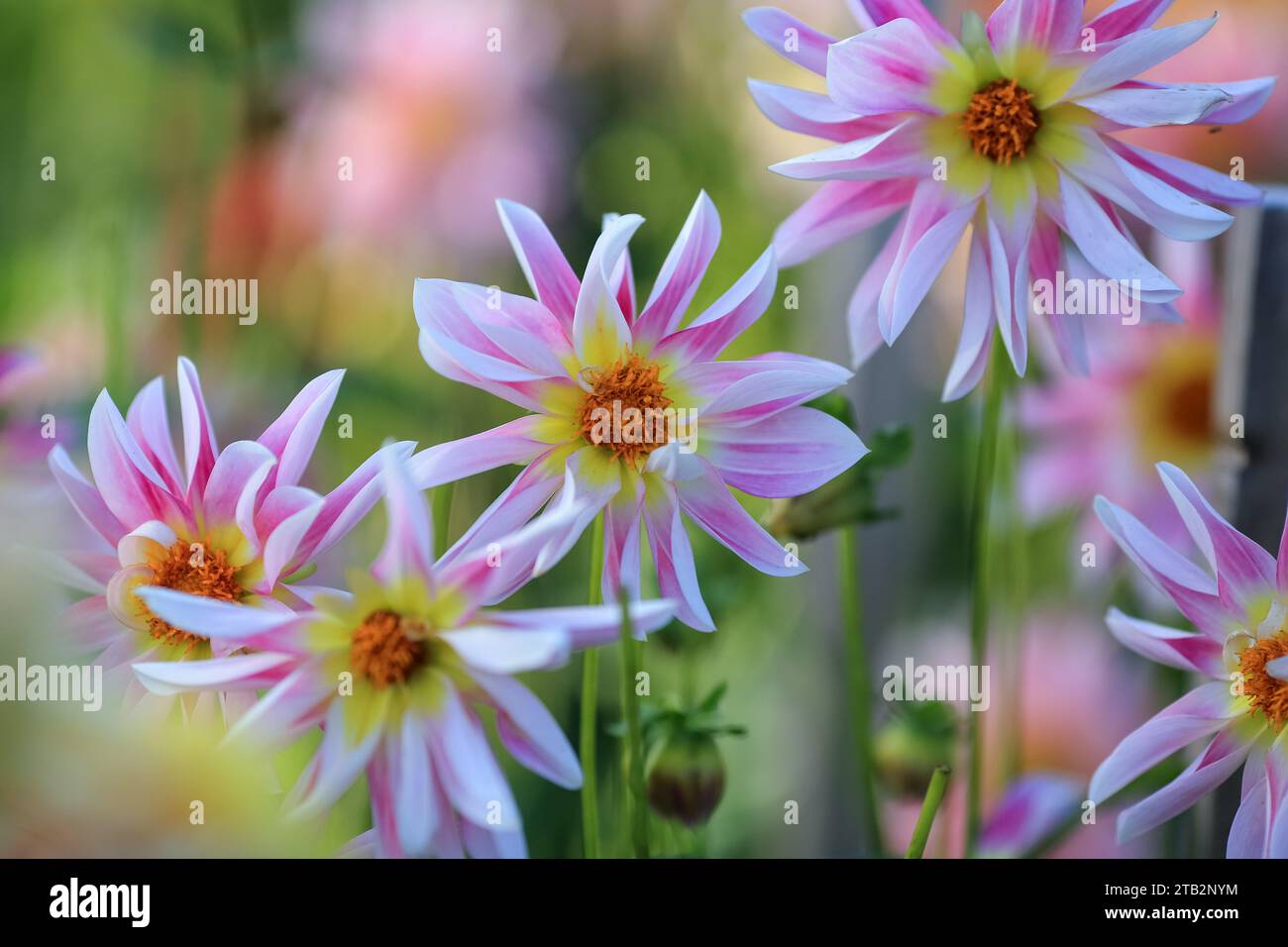 Dahlia is a member of the Compositae (also called Asteraceae) family of ...