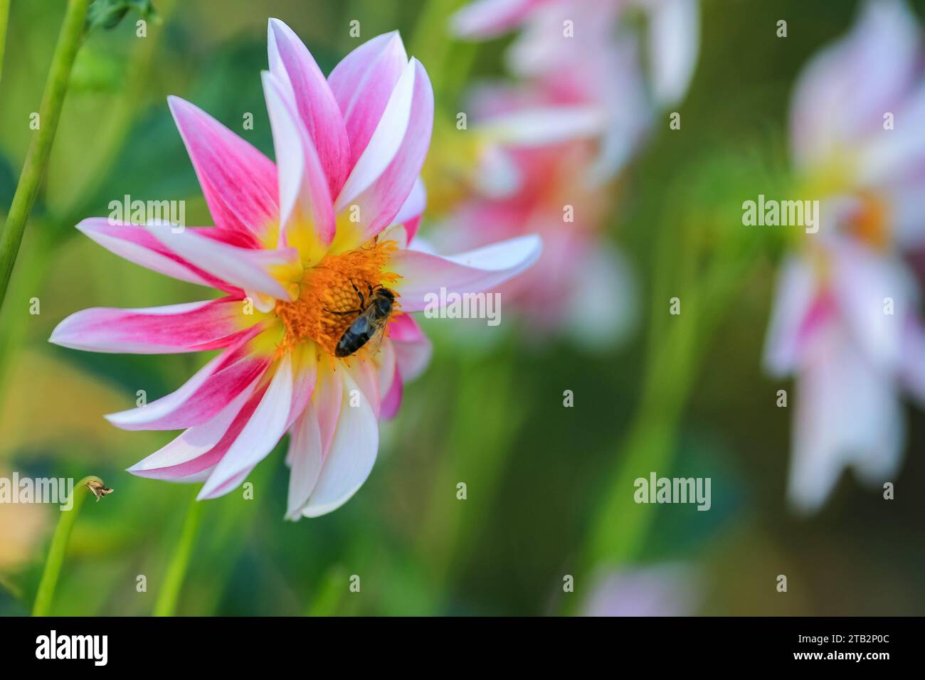 Dahlia is a member of the Compositae (also called Asteraceae) family of ...