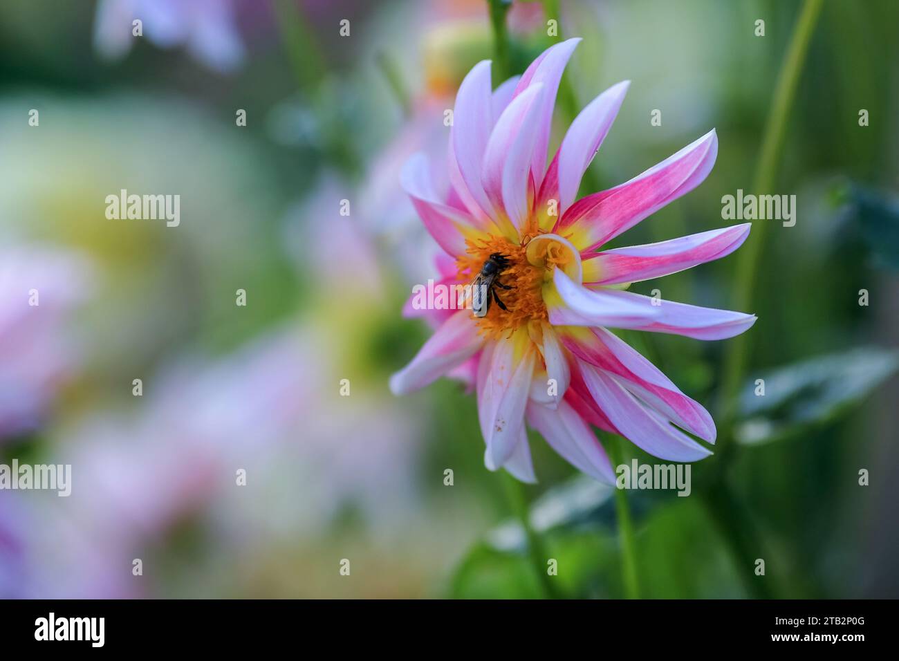 Dahlia is a member of the Compositae (also called Asteraceae) family of ...