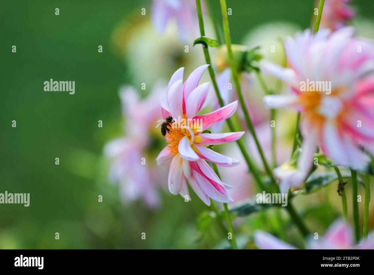 Dahlia is a member of the Compositae (also called Asteraceae) family of ...