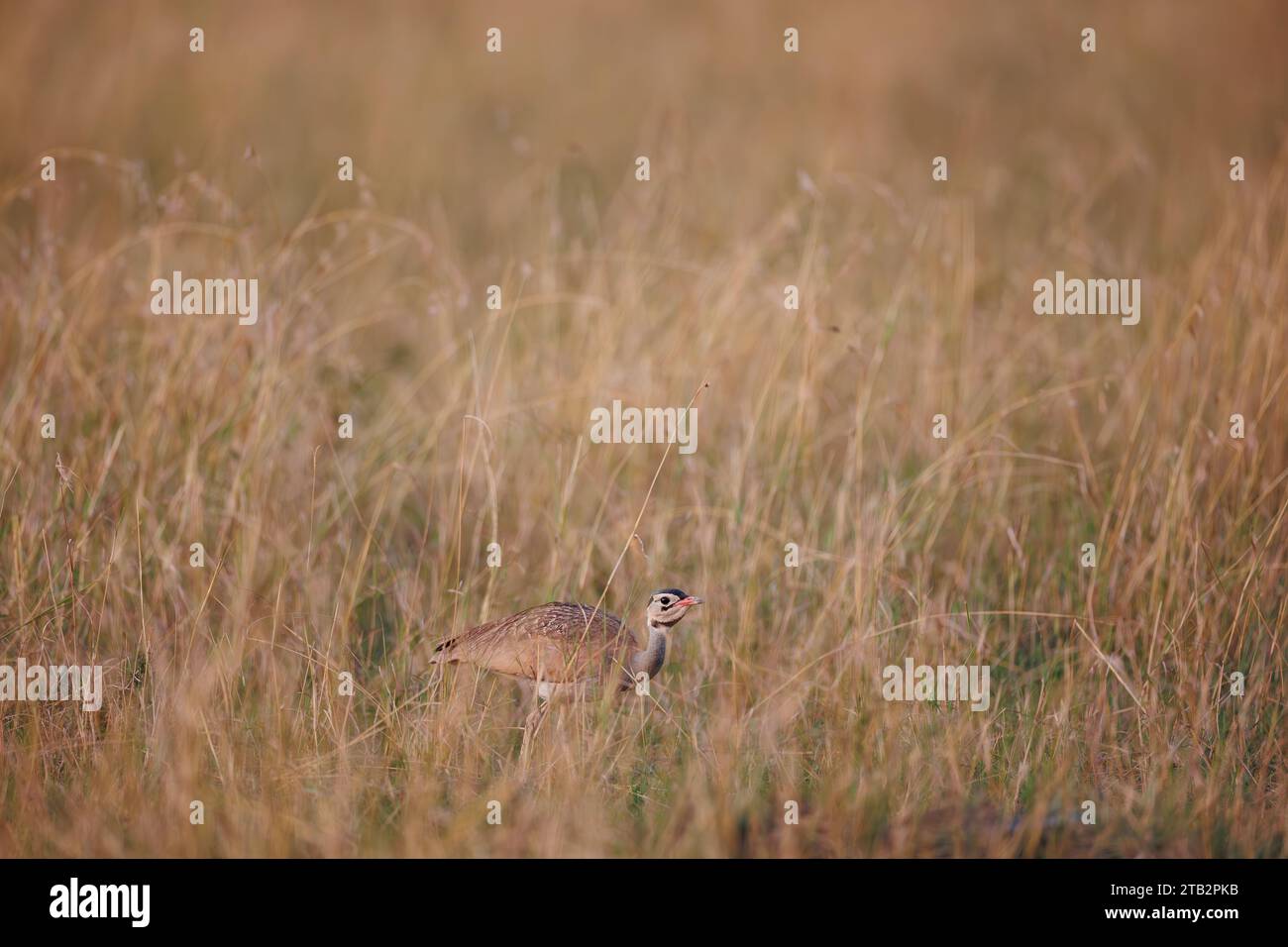 A photo of White-Bellied Bustard in the grassland, Masai Mara Stock ...