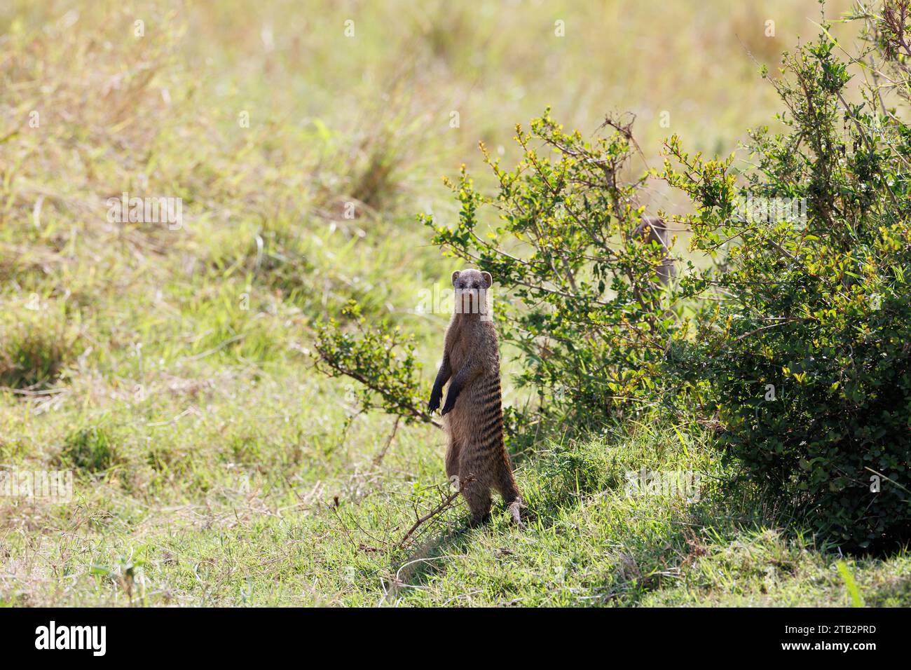Mongoose family in termite mound hi-res stock photography and images ...