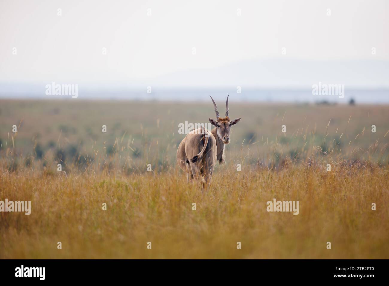 Portrait of an Eland in the open savannah of Masai Mara, Kenya. The ...