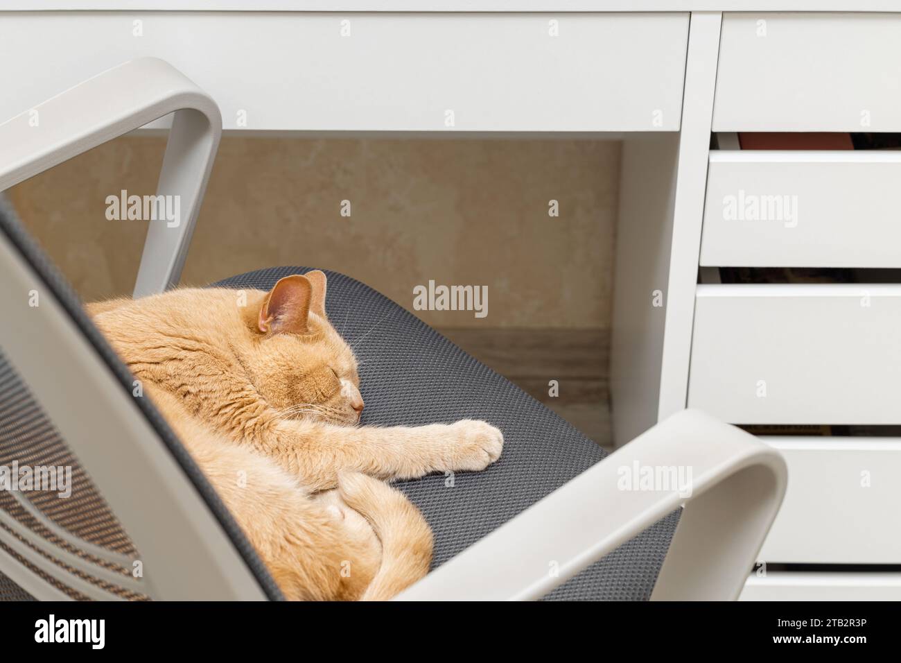 domestic cat lies on an office chair. cat lies on a computer chair. the ...