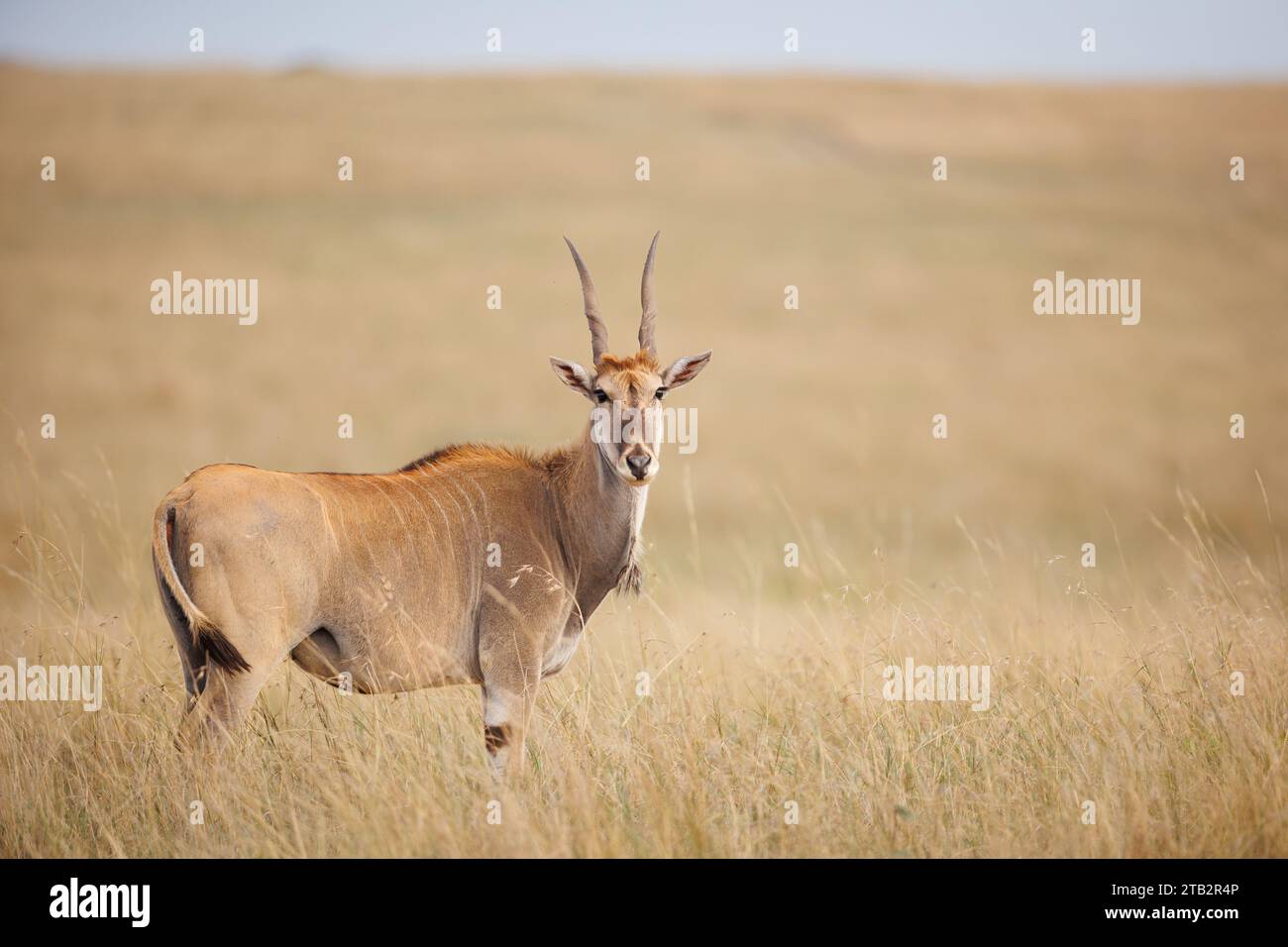 Portrait of an Eland in the open savannah of Masai Mara, Kenya. The ...