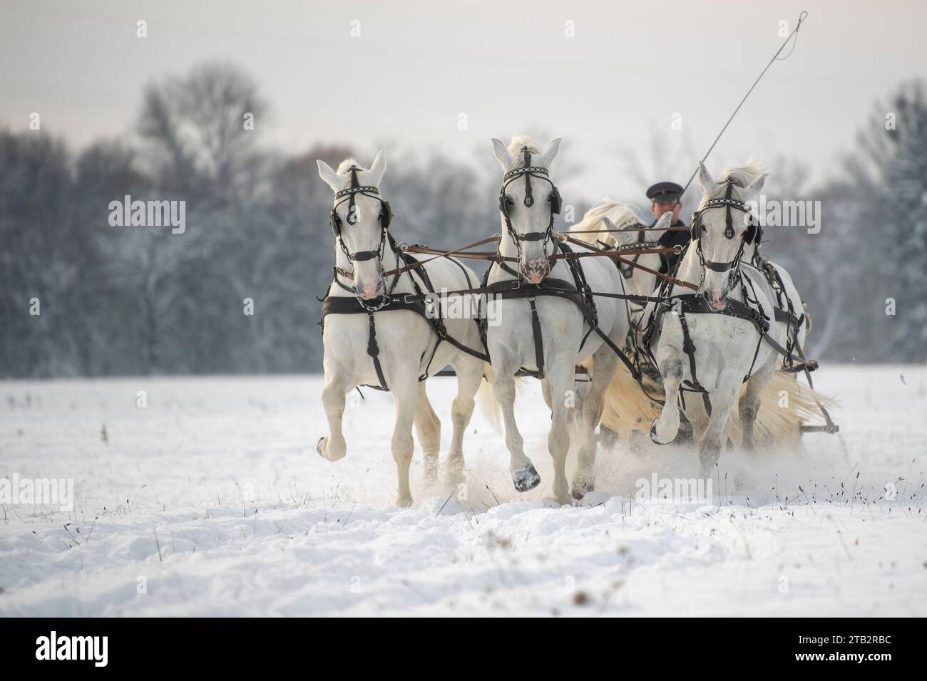 Kladruby Nad Labem, Czech Republic. 04th Dec, 2023. The National Stud ...