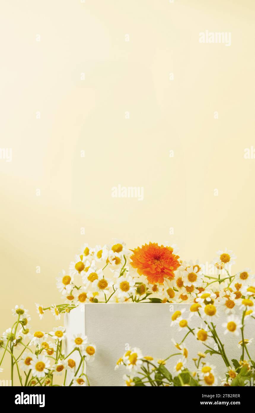 Product advertising backdrops, E-commerce product backdrop ...