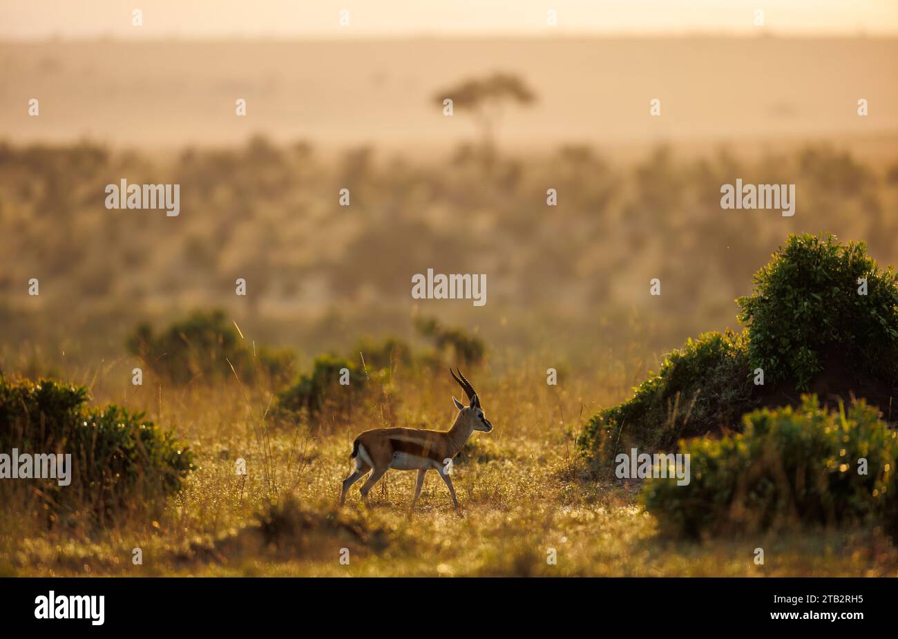 A photo of Thomson’s gazelle in open Savannah in early morning due ...
