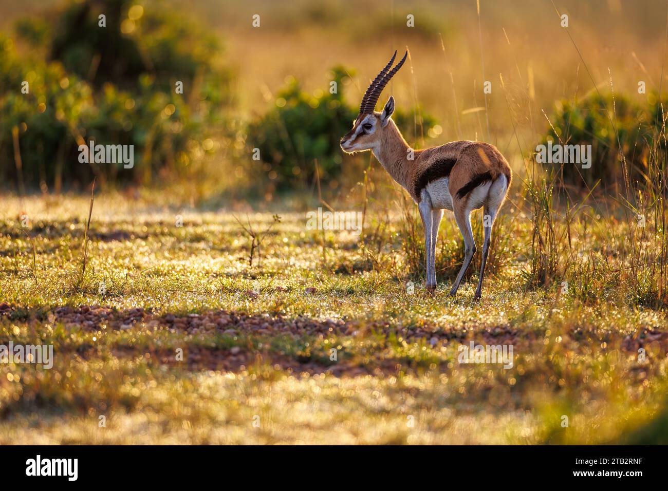 A photo of Thomson’s gazelle in open Savannah in early morning due ...
