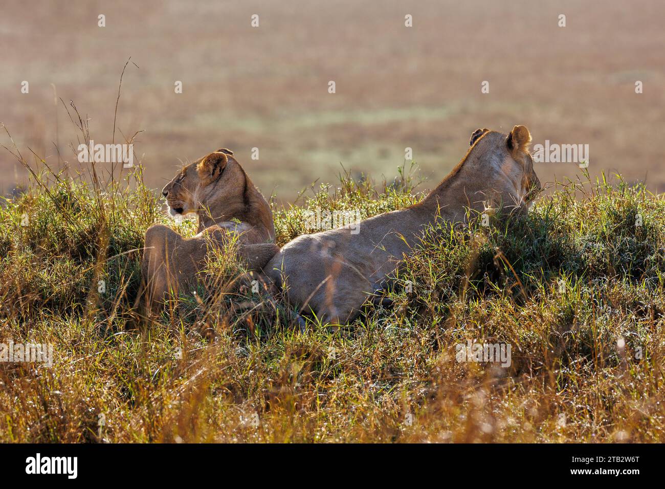 A creative backside photo of a pair of lions sitting in a mud mound ...