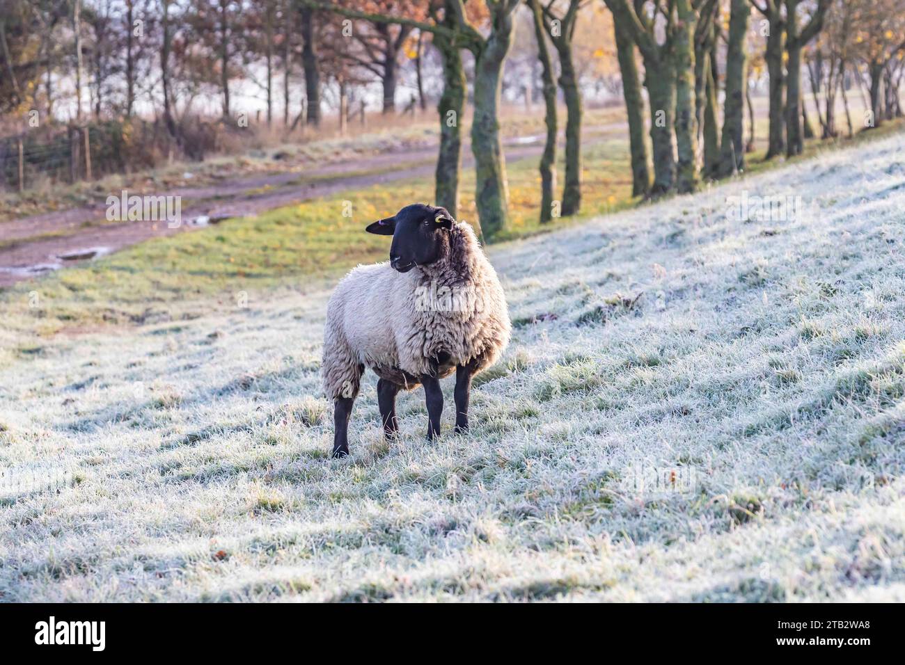 Suffolk sheep on a frosty morning aound the Washland, Northampton ...