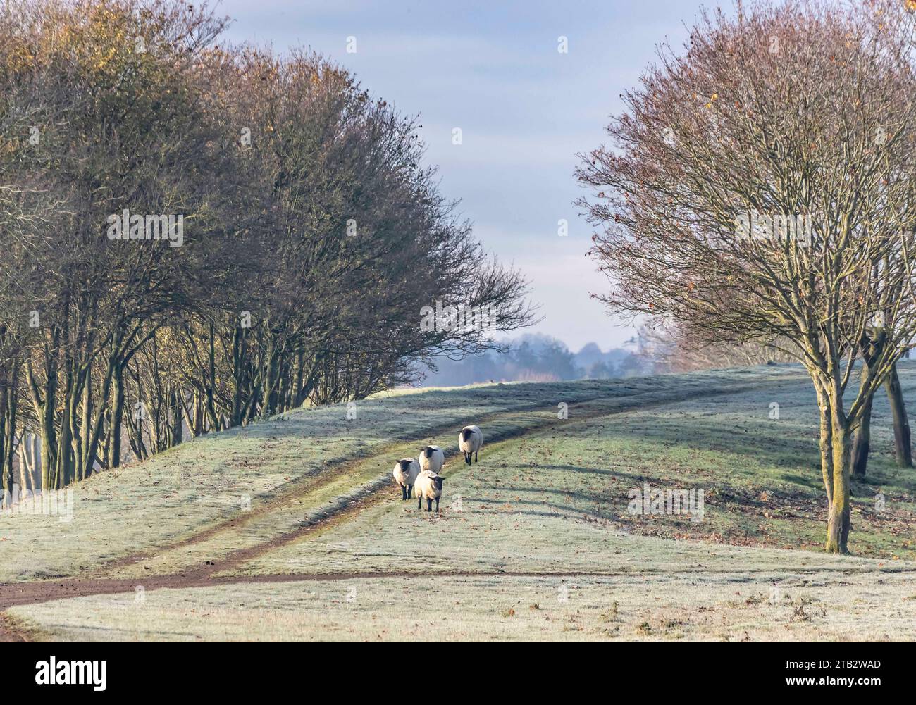 Sheep wandering down between trees on a cold frosty morning at the ...
