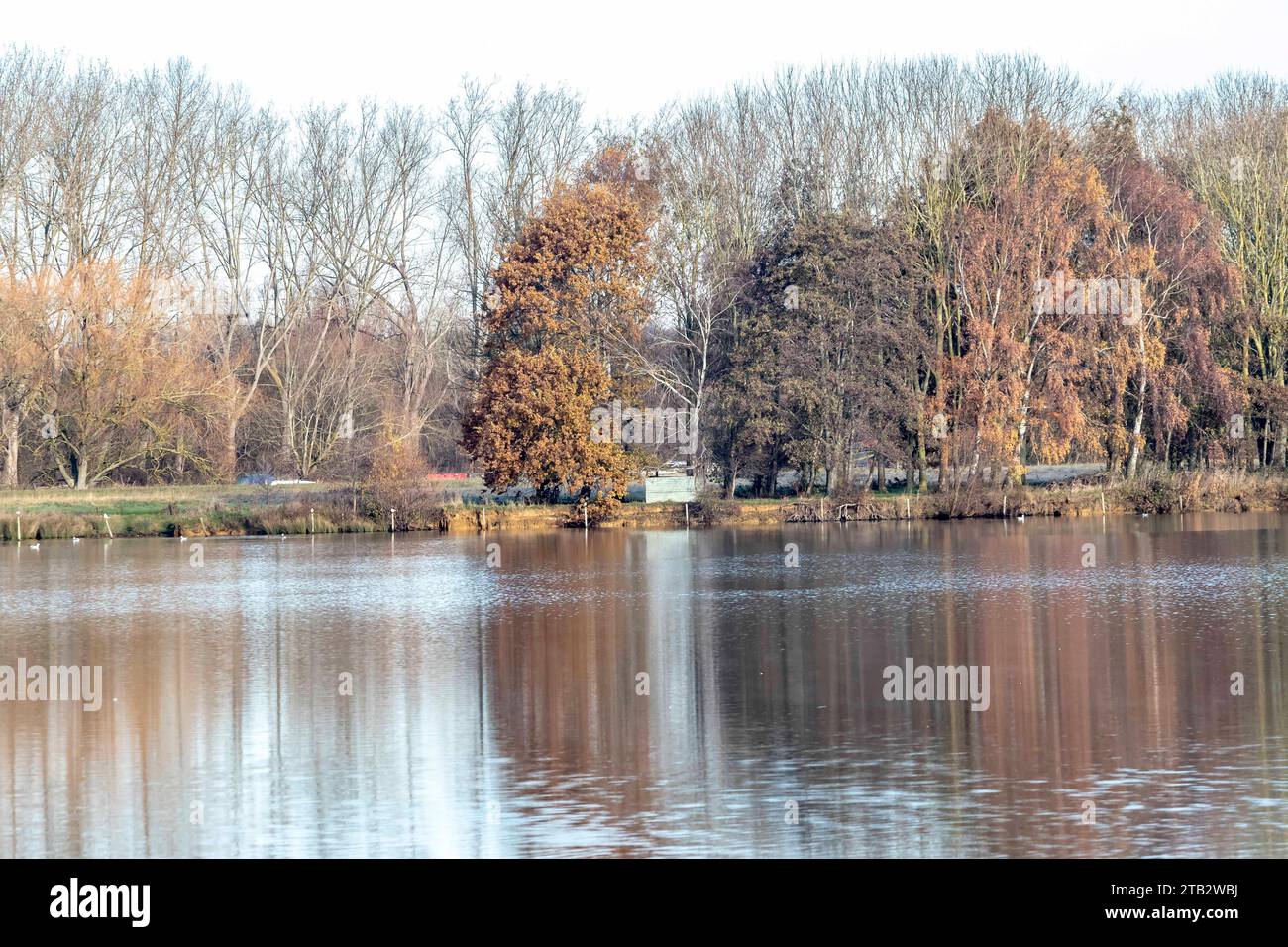 Winter secene of a lake with decidiouse trees reflecting in the still ...