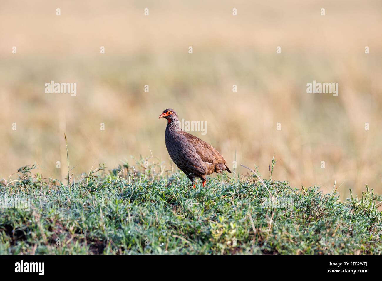 A portrait photo of a red-necked spur fowl against brown background ...